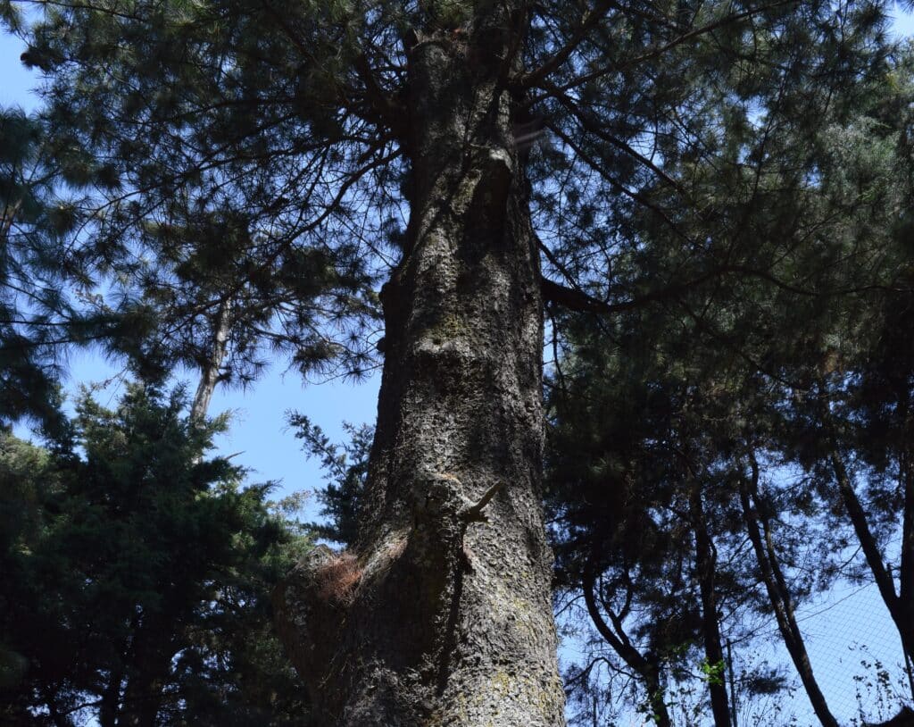 Chqeta'maj le qach’ab’al K’iche’! - A Beginner to Advanced Level K'iche ...